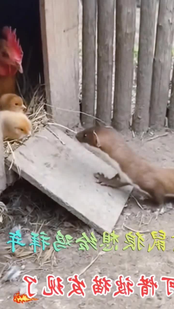 #抓老鼠 #老鼠笼 #老鼠笼捕鼠器 #老鼠陷阱 #老鼠老鼠别猖狂