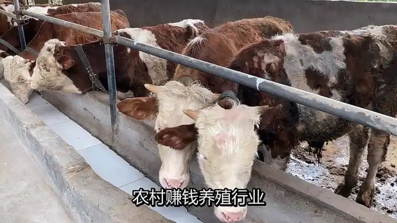 农村赚钱的养殖行业,福建老板靠养殖这种大动物,年入300万