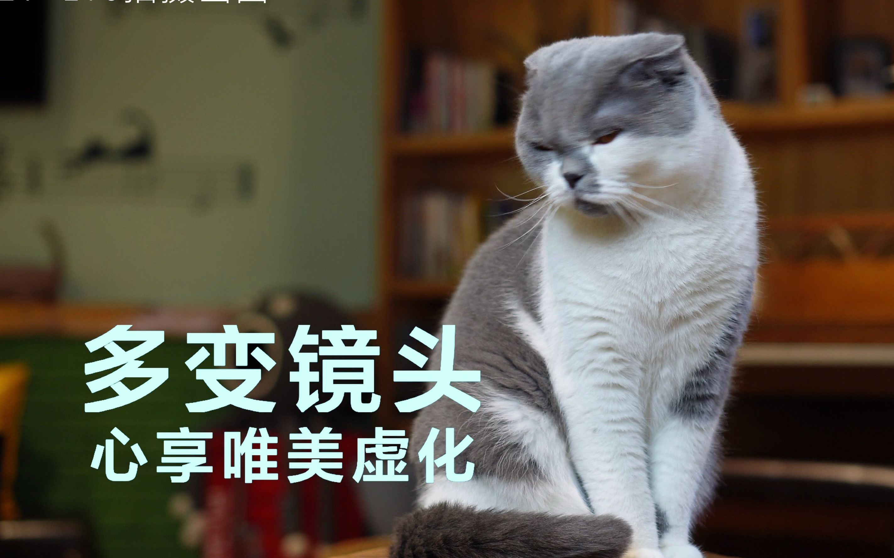 操作教程 | 30秒教你用ZV-E10拍萌宠,猫猫再皮也不用愁!