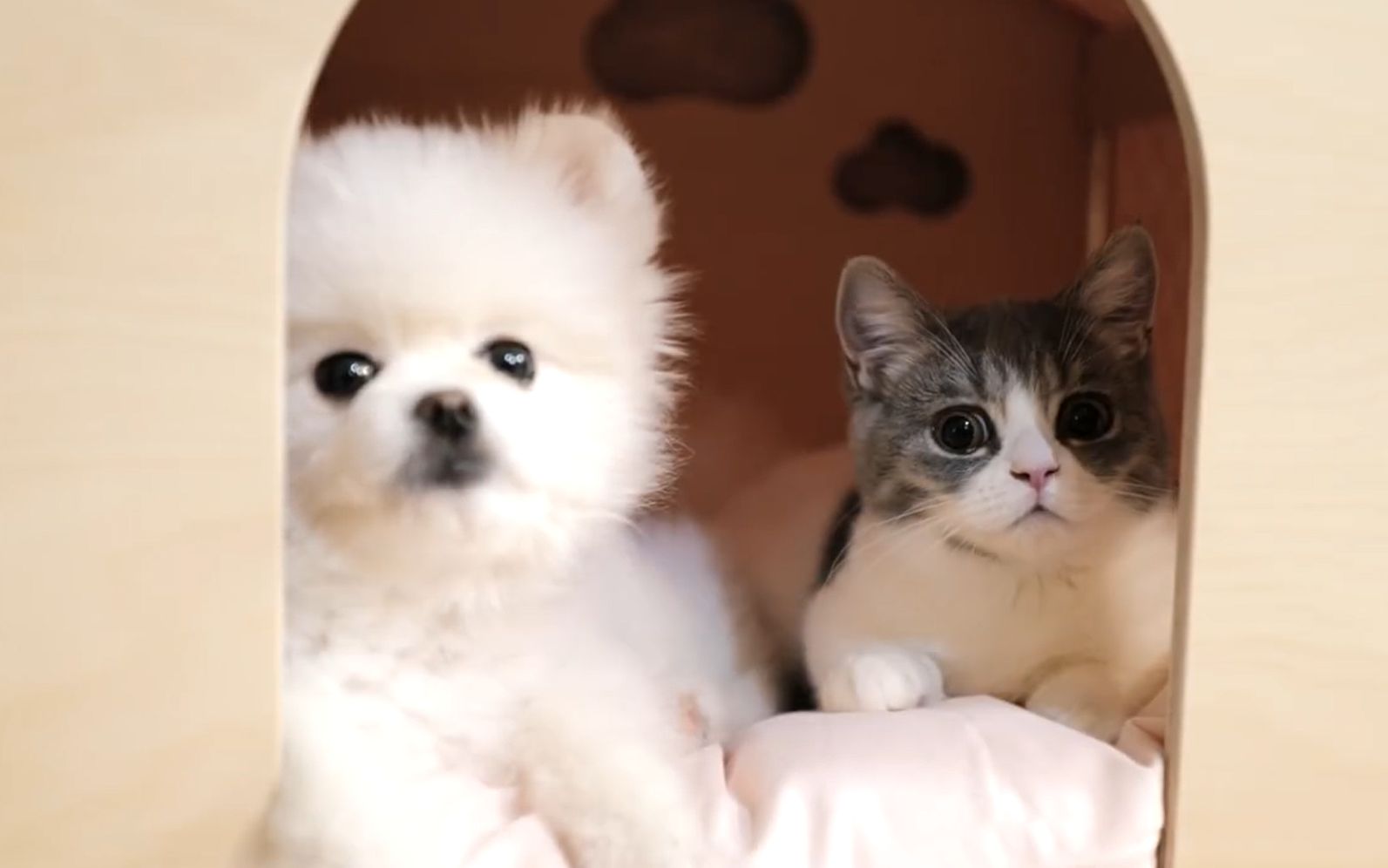 猫狗同养的幸福时刻,小博美和小曼基康猫的成长记录|治愈宠物|柴犬|小...