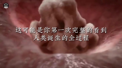 生命诞生全过程有多神奇你是如何从小蝌蚪变成人的?