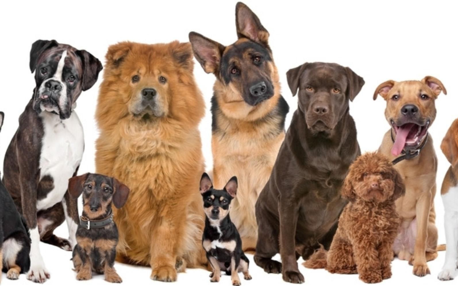 为大家介绍十种智商高的狗狗,你还没有选中自己的爱犬嘛?来看看聪明...