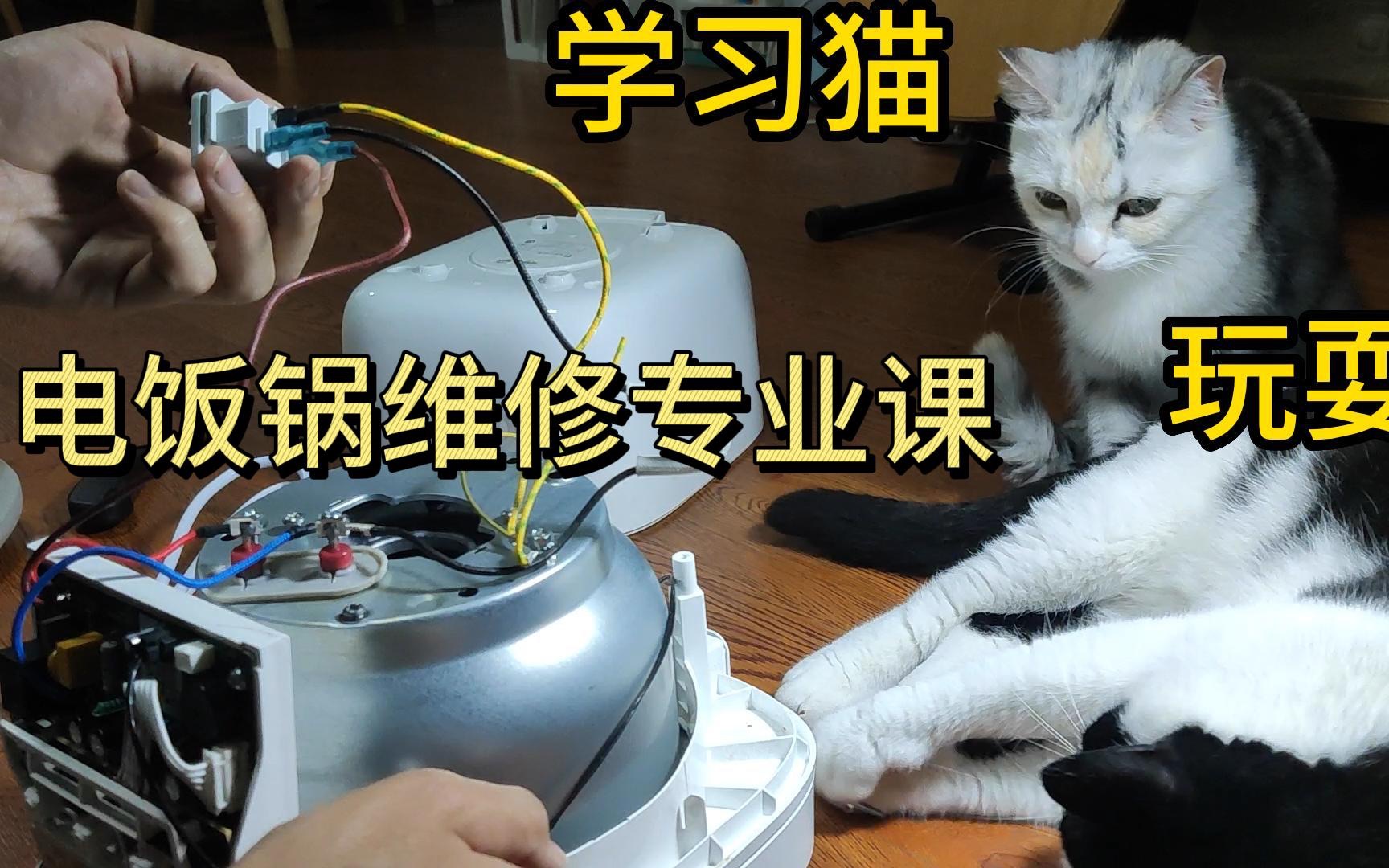 小米电饭锅只热烧不开什么问题?修理实操教程(训猫用)