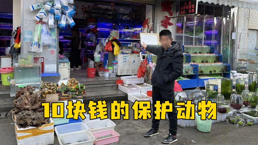 国家保护动物被当街叫卖,单价10元卖出30多条,该怎么罚?