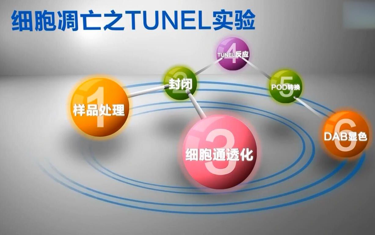 【生物科研视频教程】TUNEL法检测细胞凋亡