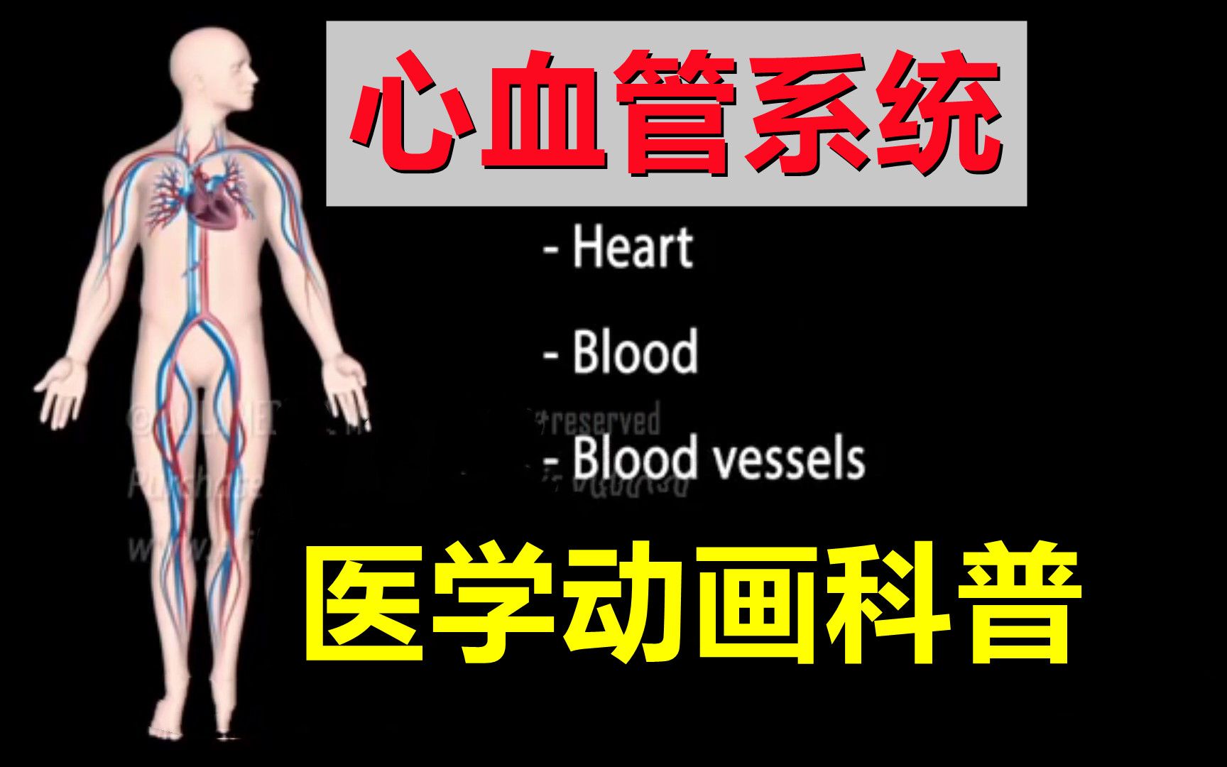 【医学动画科普】心血管系统(中英双语字幕)