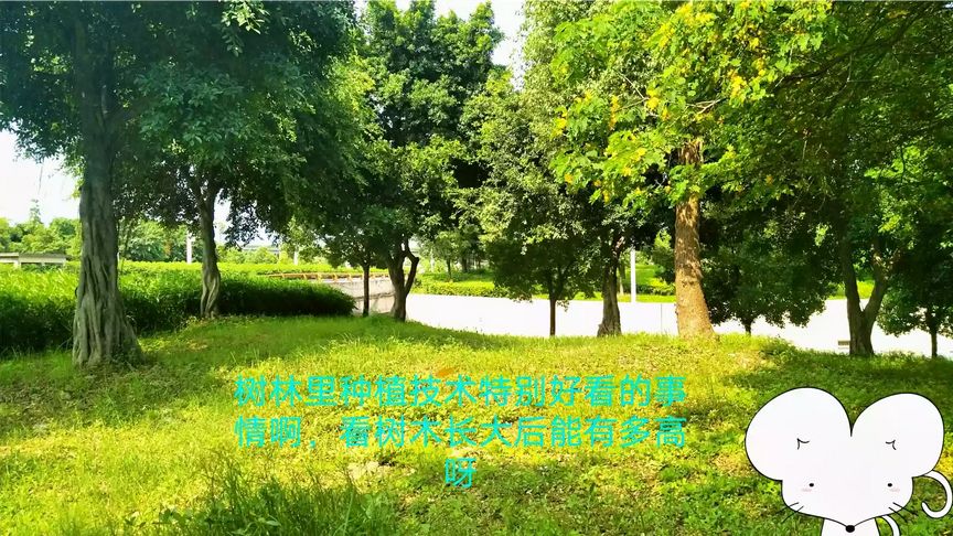 树林种植技术好美啊树木能长多高啊,吹风排风挺好的呀