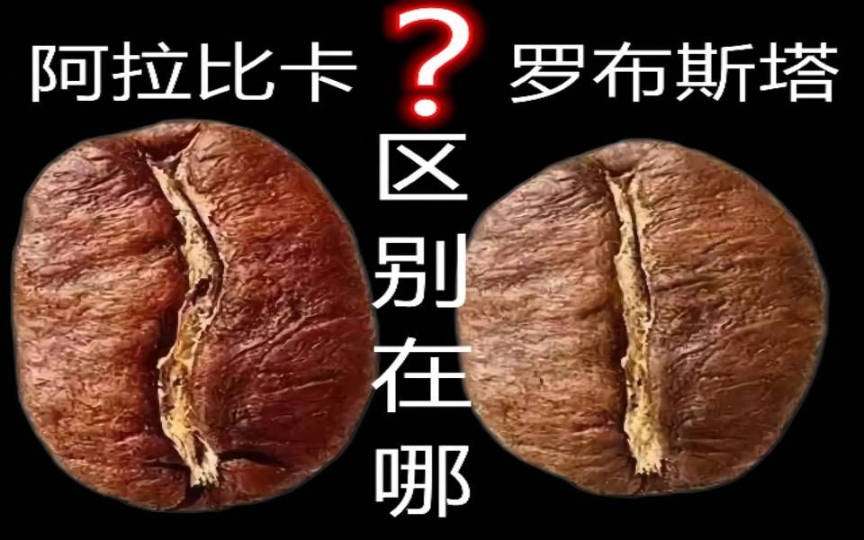 阿拉比卡和罗布斯塔的区别