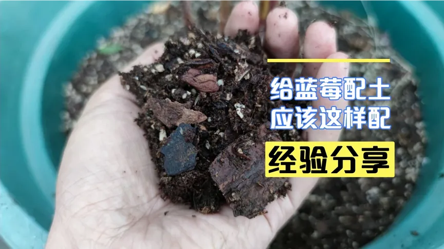 盆栽蓝莓怎么配土?别再问了,我一次性全告诉你,诀窍要点都在这