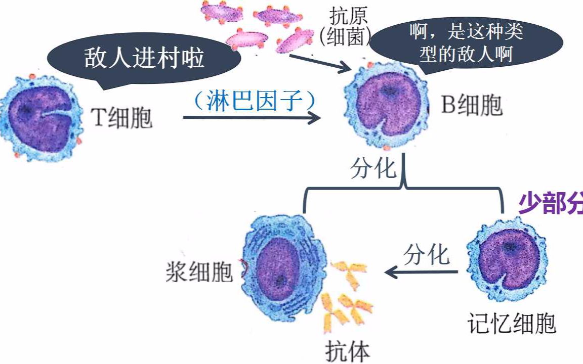 [高中生物必修三]免疫调节(免疫系统+体液免疫+细胞免疫)