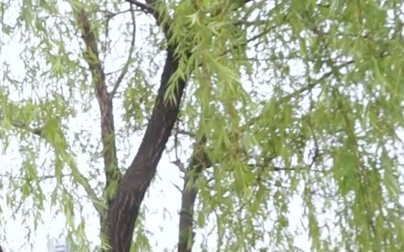 思政实践课——传承青岛历史文脉