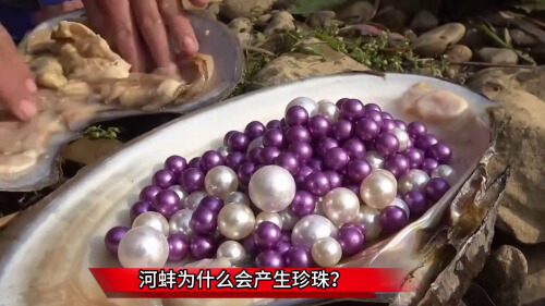 河蚌为什么会产生珍珠?里面的珍珠究竟是怎么来的?