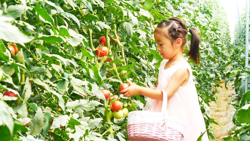 番茄挂果,用硫酸钾和硝酸钾哪个好?很多人都用错了