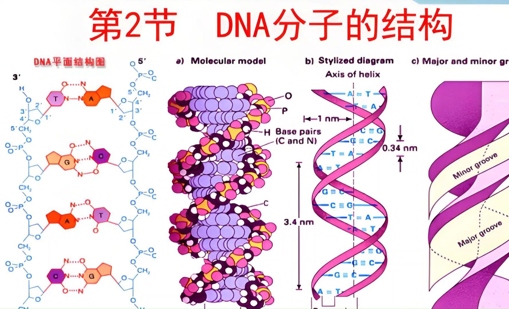 高中生物必修二(新人教版)-3.2-DNA的结构