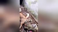 比特犬试口视频 斗狗视频土狗打架视频