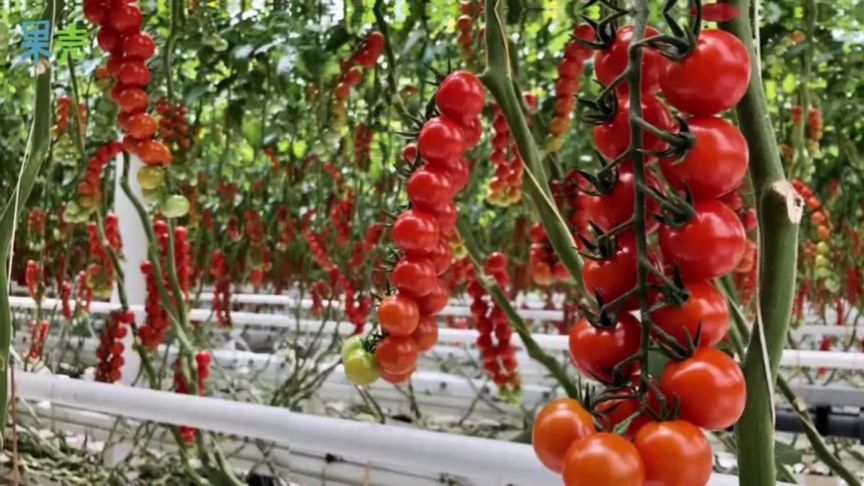 震撼!产量是传统5倍,这才是中国现代农业!