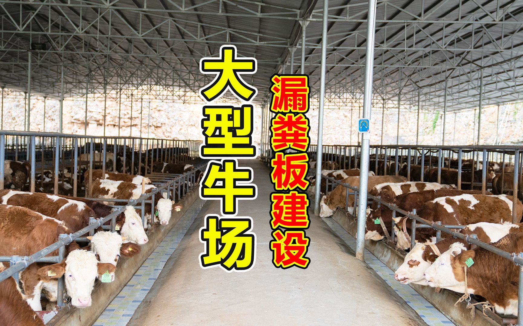 吴老师带你看大型牛场漏粪板设计,适合养100头牛,既简单又方便