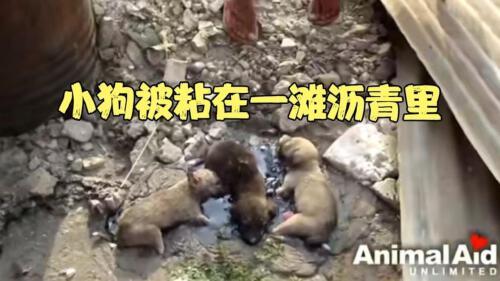 3只小奶狗被粘在一滩沥青里动弹不得,小狗惨叫连连,真可怜