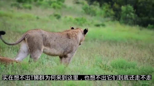 野生动物乱,西部太乱了保护野生动物人人有责