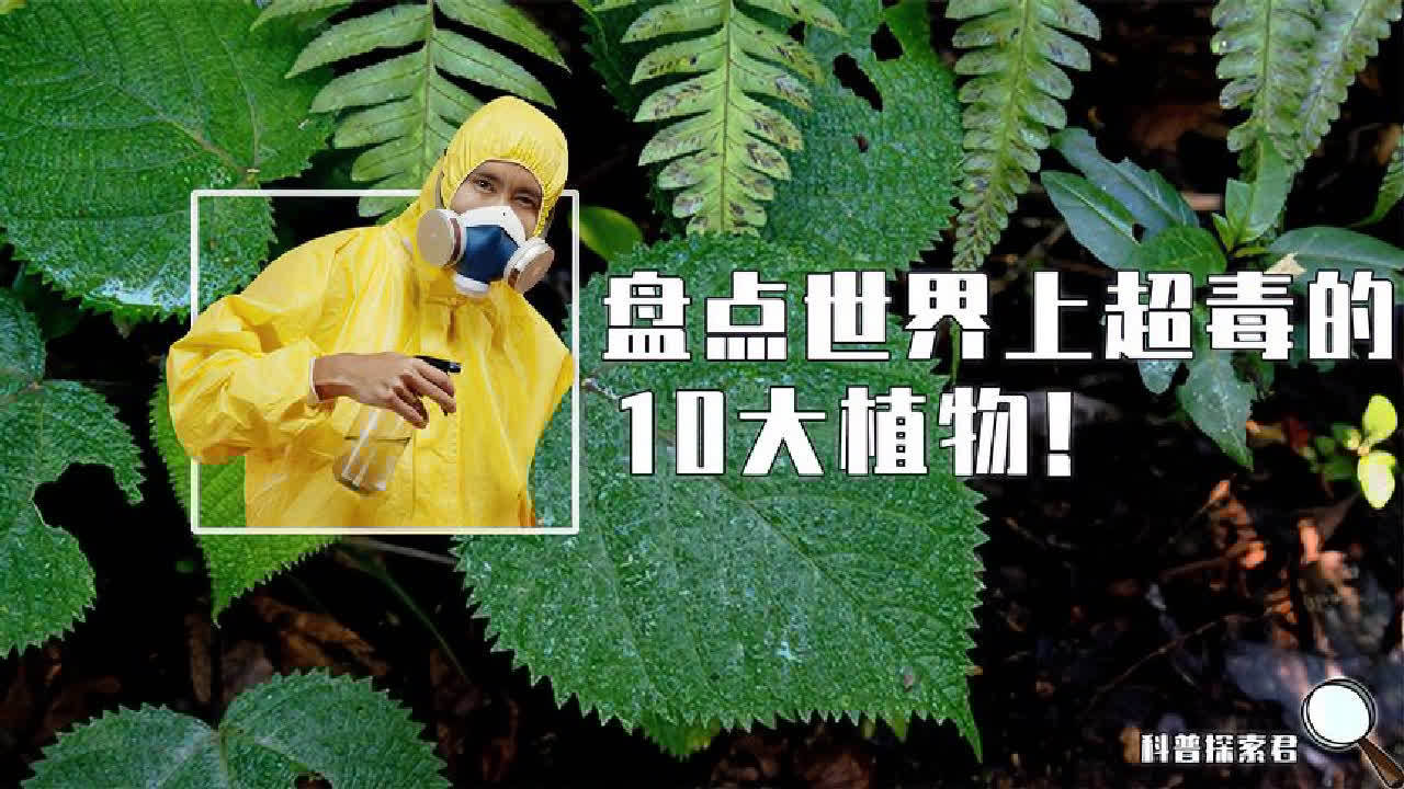 盘点世界上超毒的10大植物!第一种能痛到人自尽,你见过哪几种?
