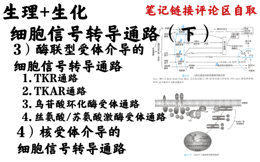 细胞信号转导通路(下):酶联型受体介导的细胞信号转导通路、核受体介...