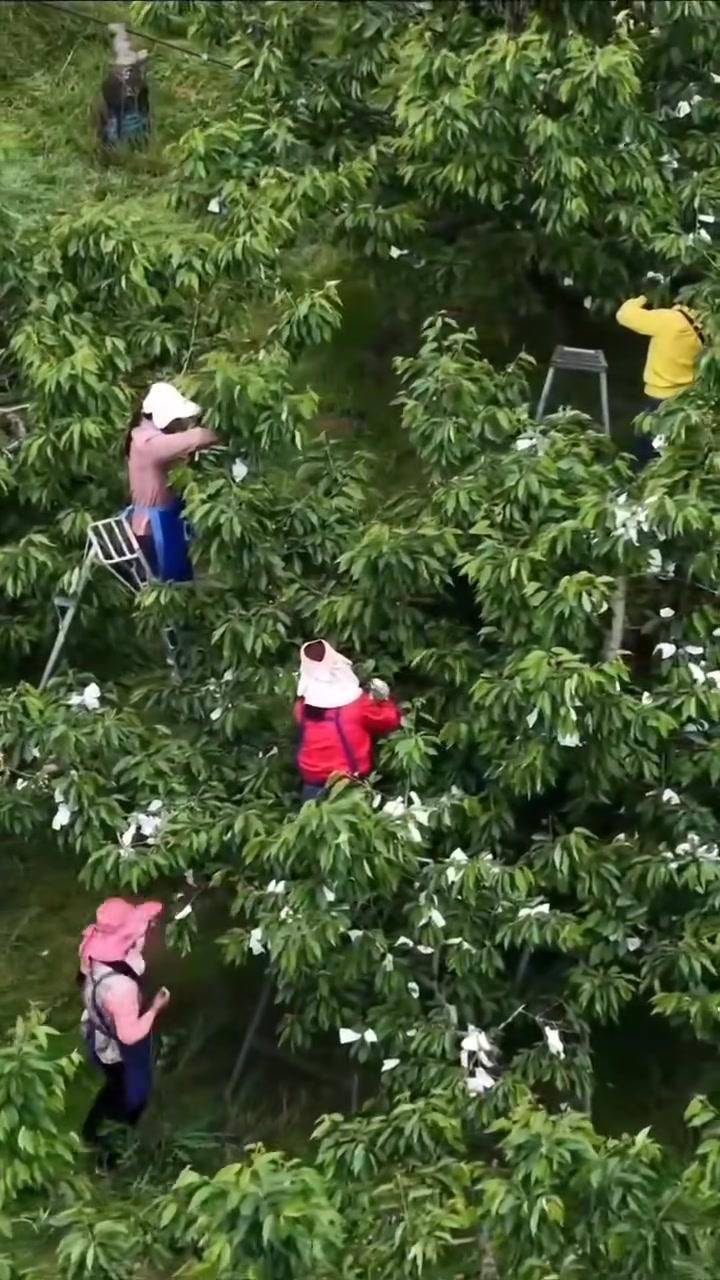 甘肃林业职业技术大学师生走进樱桃种植基地,现场教学、直播带货,...