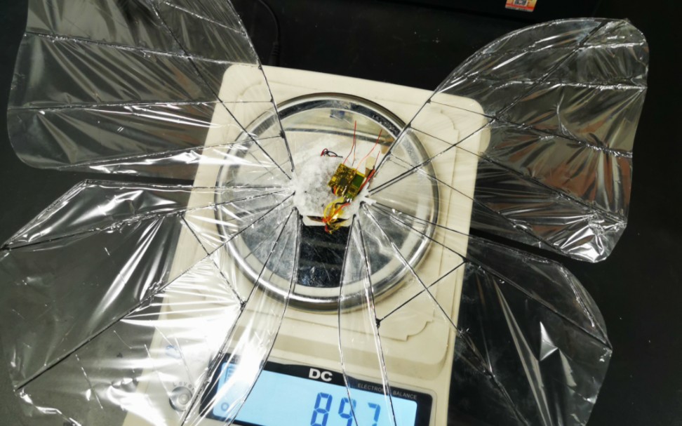 历时三个多月,12.5g的仿生蝴蝶,才刚刚学会飞行