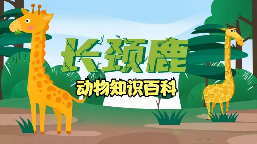 动物百科:关于长颈鹿的有趣知识你知道多少呢?视频带你快速了解
