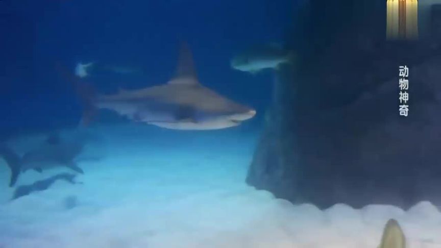 实拍动物世界中海洋深处大白鲨的活动规律是怎样的