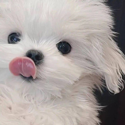 椰奶ww 