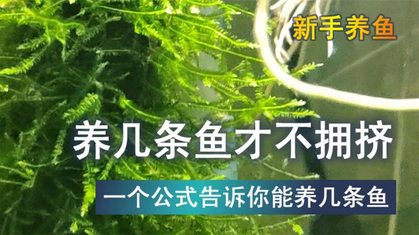 你的鱼缸能养几条鱼,才能不拥挤,告诉你个好用的公式