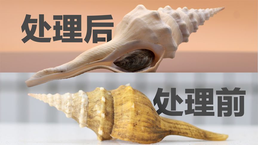 吃完肉的海螺壳不要扔掉,照着这个方法处理,去除外皮后会有惊喜
