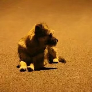 张家屯负二贷 