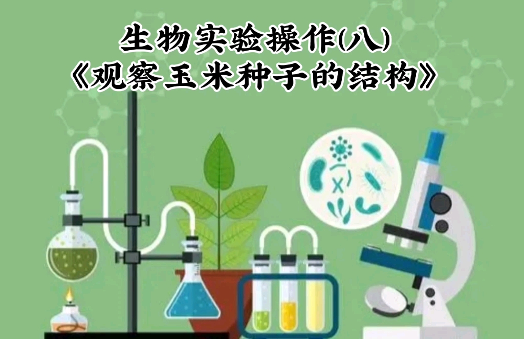 生物实验操作试题(八)《观察玉米种子的结构》