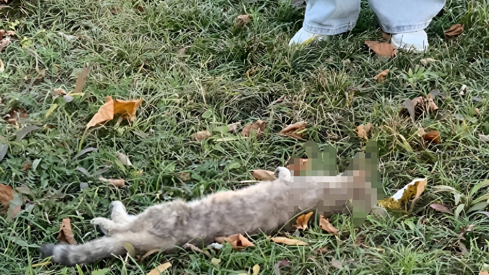 一高校流浪猫接连遇害,疑似遭"投毒"身亡,校方回应