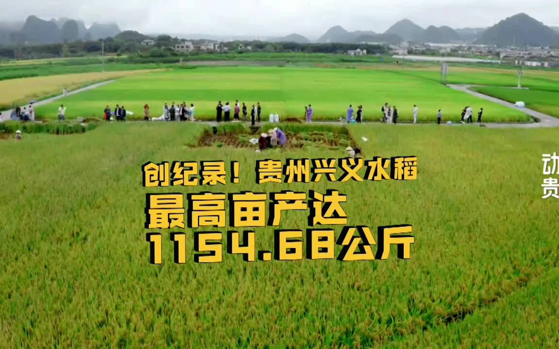 创纪录!贵州兴义水稻最高亩产达1154.68公斤