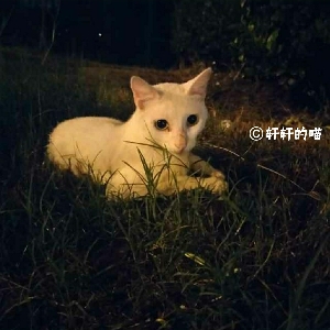 轩轩的喵 