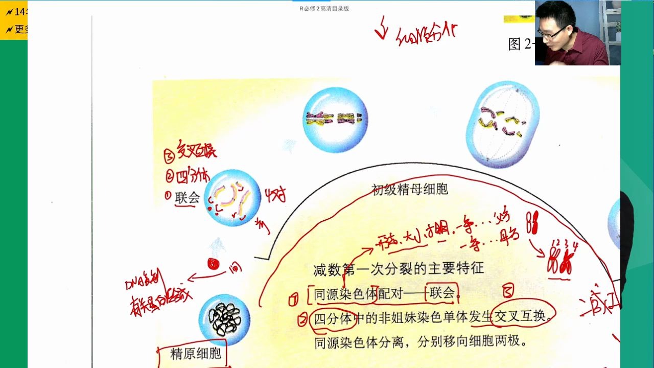 高中生物 教材精读4 人教版(必修2减数分裂)