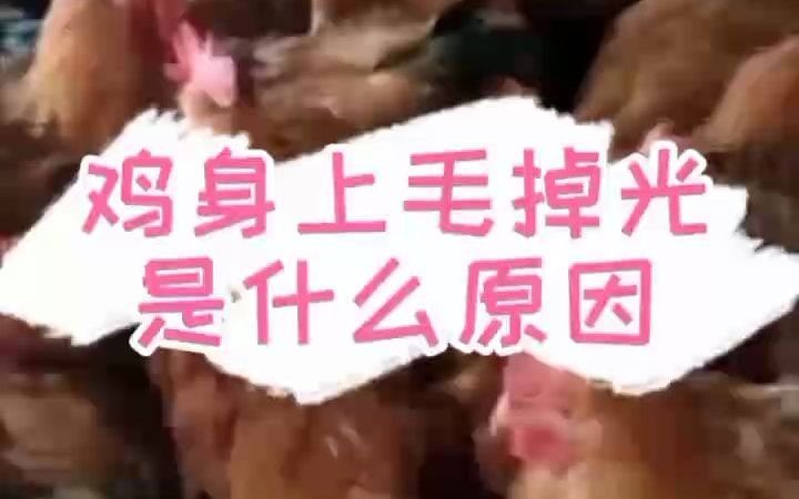 鸡背上脱毛怎么治疗 母鸡背上脱毛怎么治疗 鸡毛掉的厉害怎么回事 鸡...