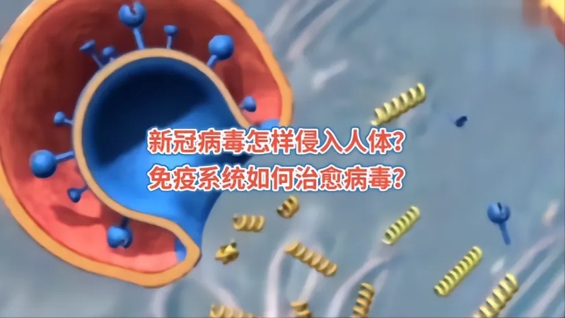 新冠病毒怎样侵入人体免疫系统如何治愈病毒关键是提高免疫力