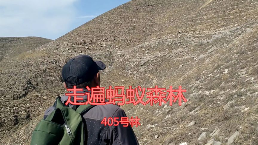走遍蚂蚁森林405号林:这里种植的是维生素C之王沙棘,有44万棵