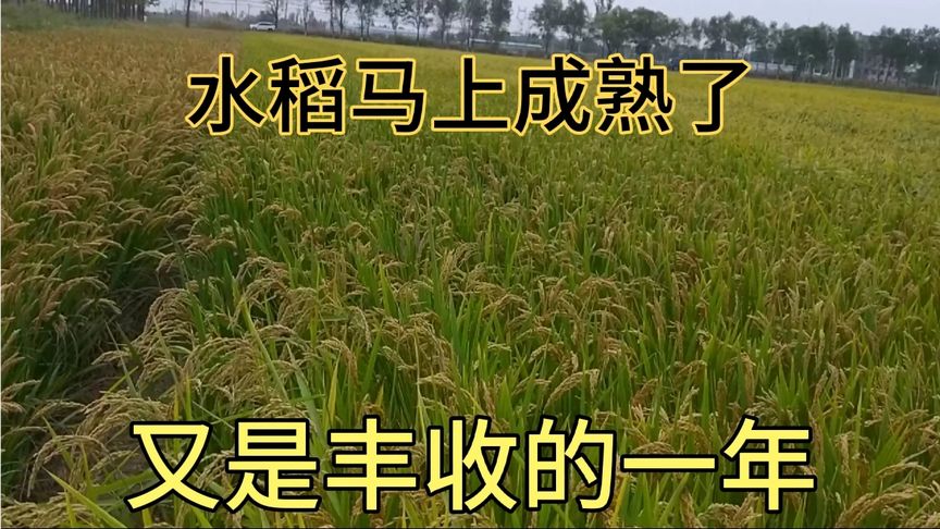 水稻快成熟了,又是丰收的一年,农民的辛苦有了回报