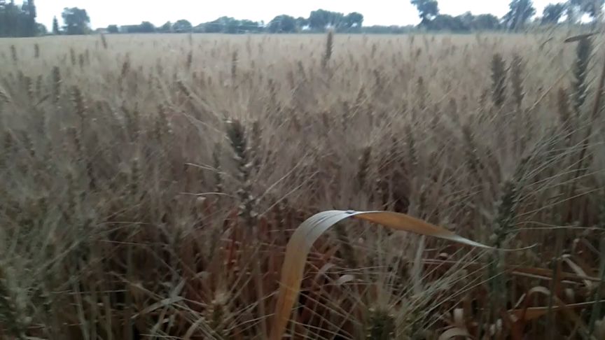 生长九个月的,在新疆7月二十号才收的麦子啥样子