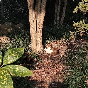 猫猫的成长笔记 