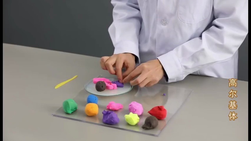 6 尝试制作真核细胞三维结构模型