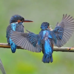 无忧无虑的小黄鸭 