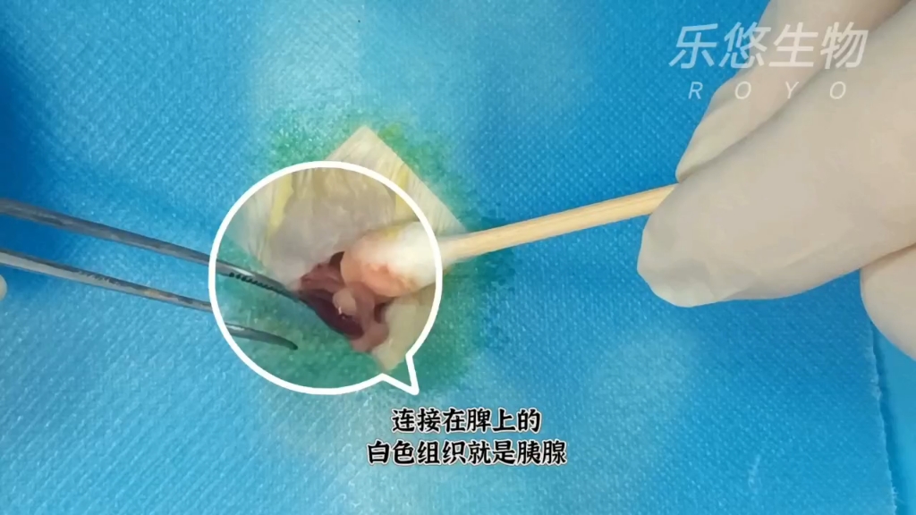 小鼠胰腺癌原位模型(注射法)构建