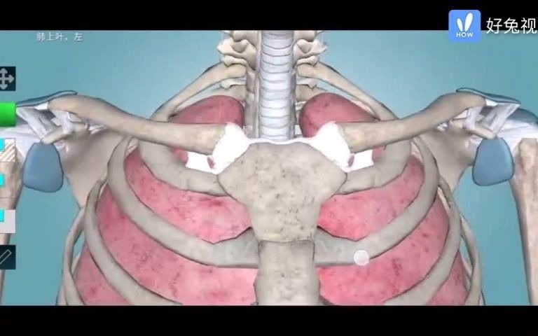 3D肺解剖胸腔闭式引流位置_胸穿位置_-系统解剖学-外科学