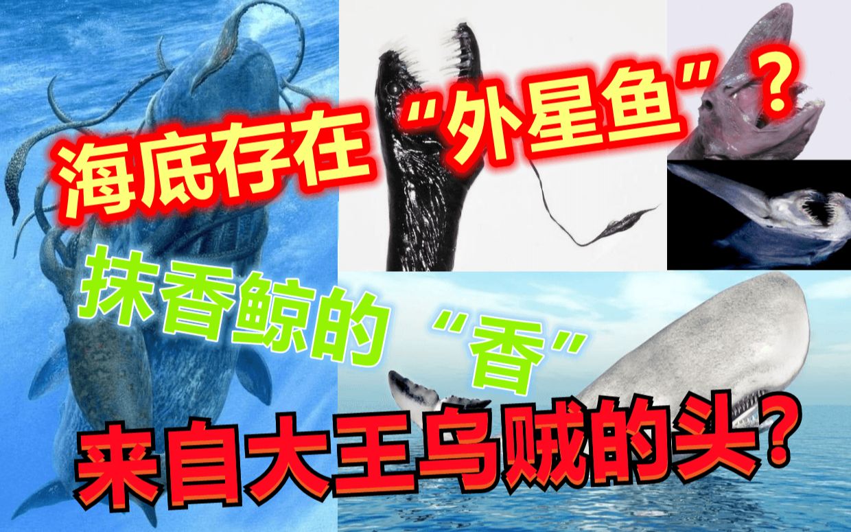 海到底有多深?从海底1000米开始出发、带你走进神秘的海底世界!