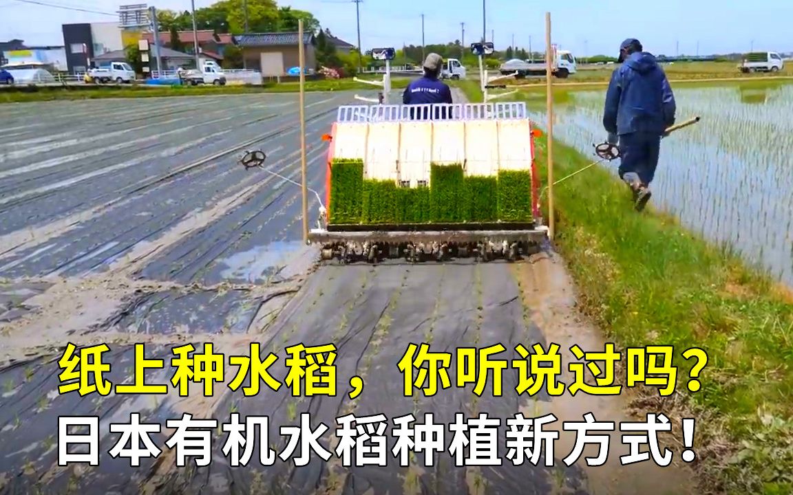纸上种水稻,你听说过吗?日本有机水稻种植新方式!